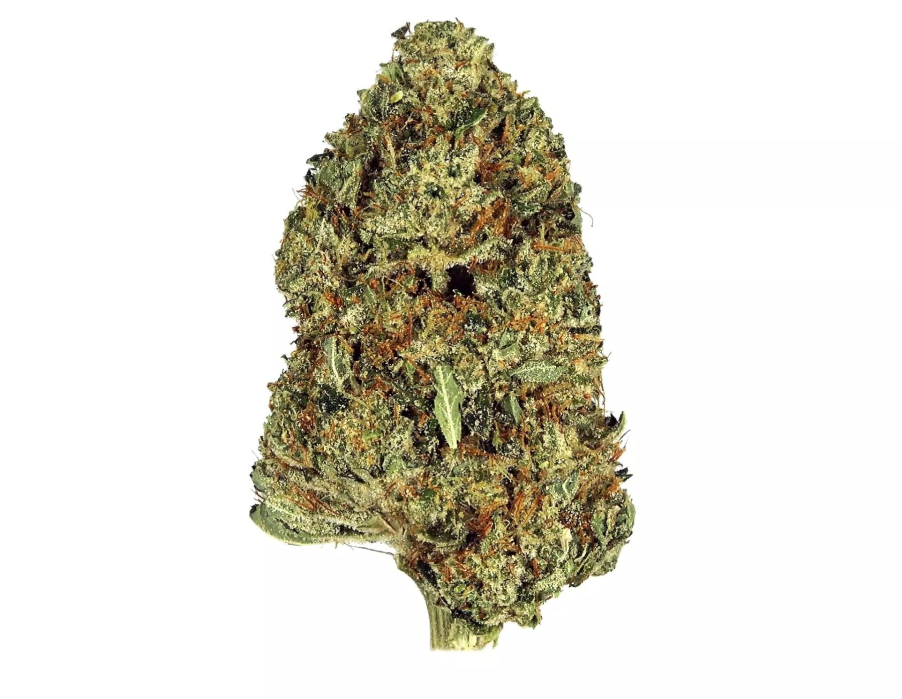 Joker Strain - High Yields